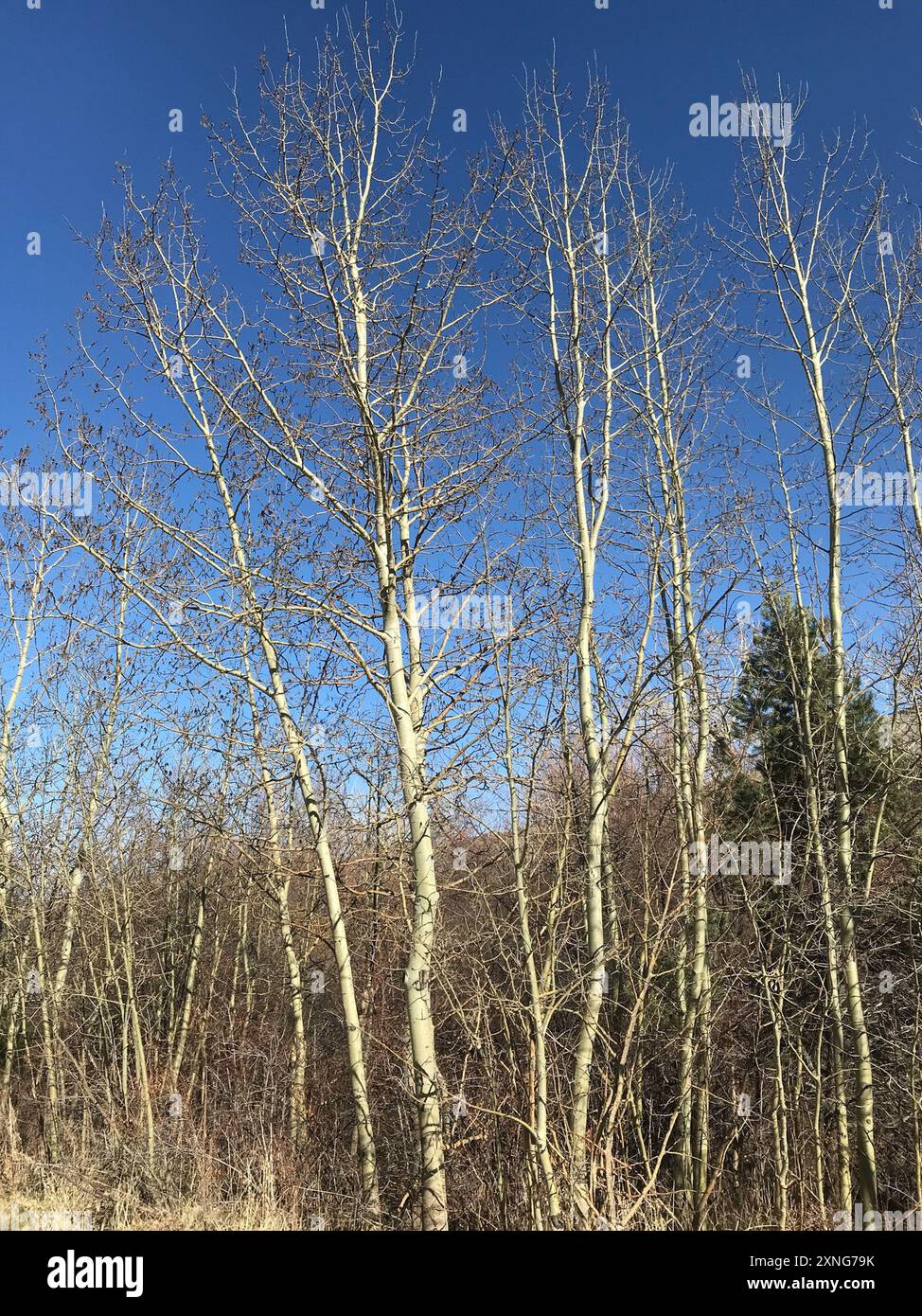 trembling aspen (Populus tremuloides) Plantae Stock Photo - Alamy