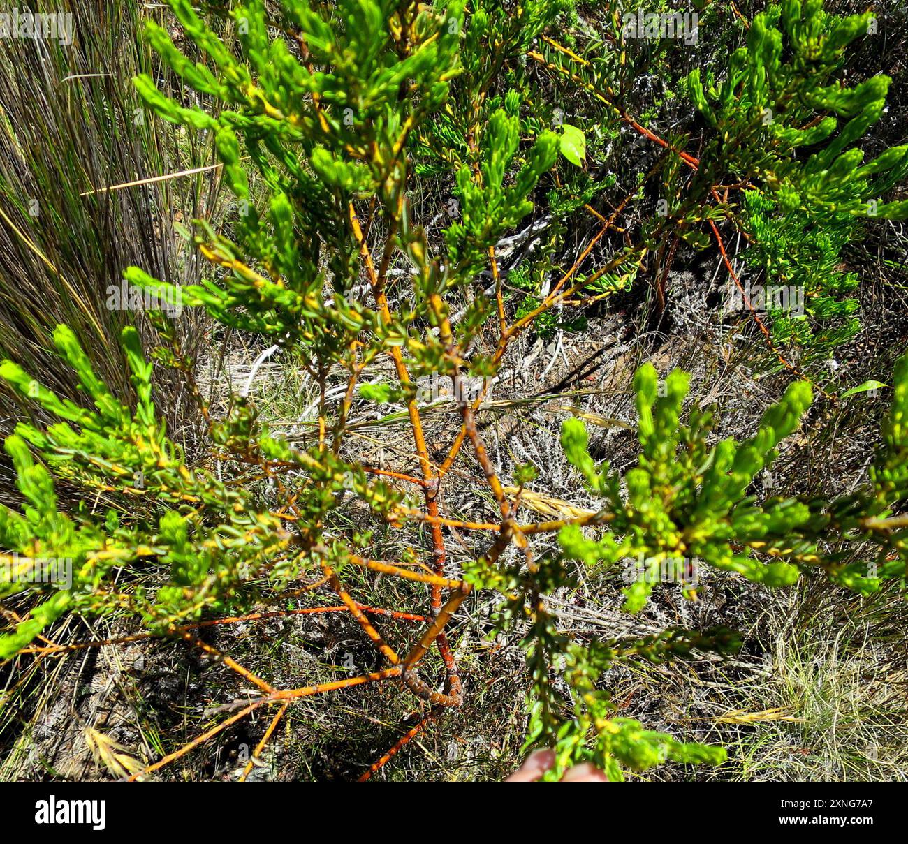 Shaleband Honeybush (Cyclopia plicata) Plantae Stock Photo - Alamy