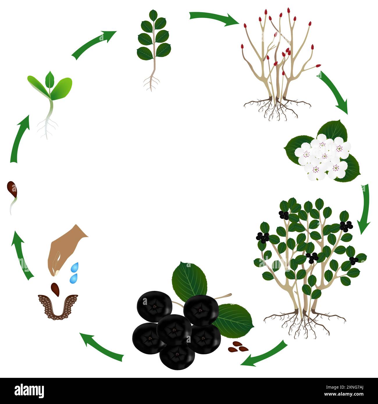 Life cycle of a plant plant of a bush black chokeberry (Aronia ...