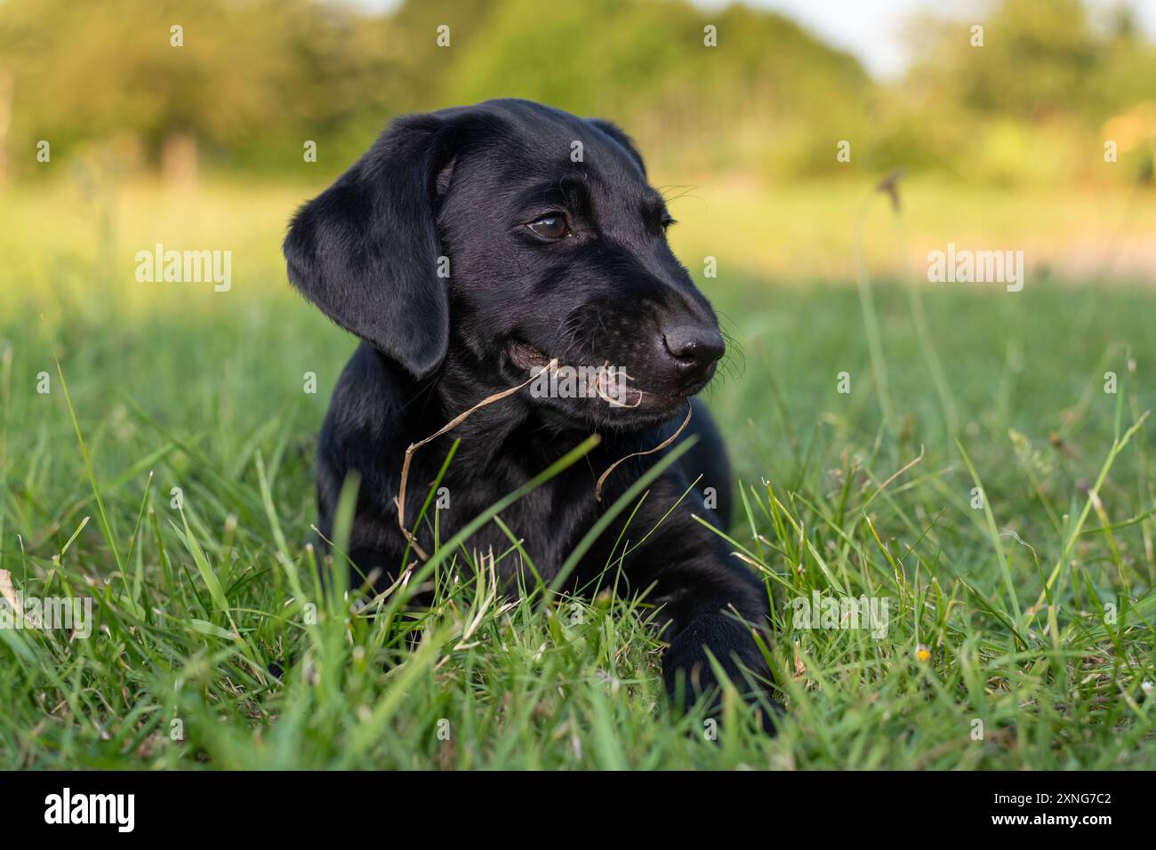 Cute portrait of an 8 week old black Labrador puppy laying down on the ...