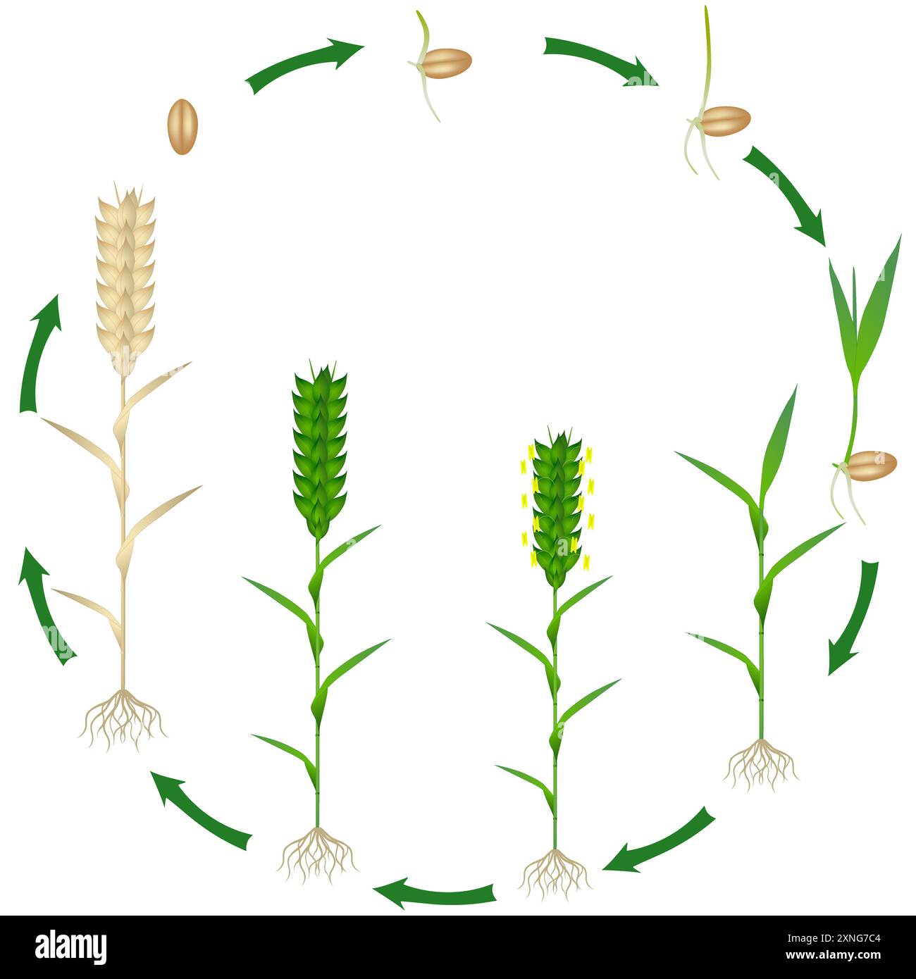 Life cycle of a wheat plant plant on a white background Stock Vector ...