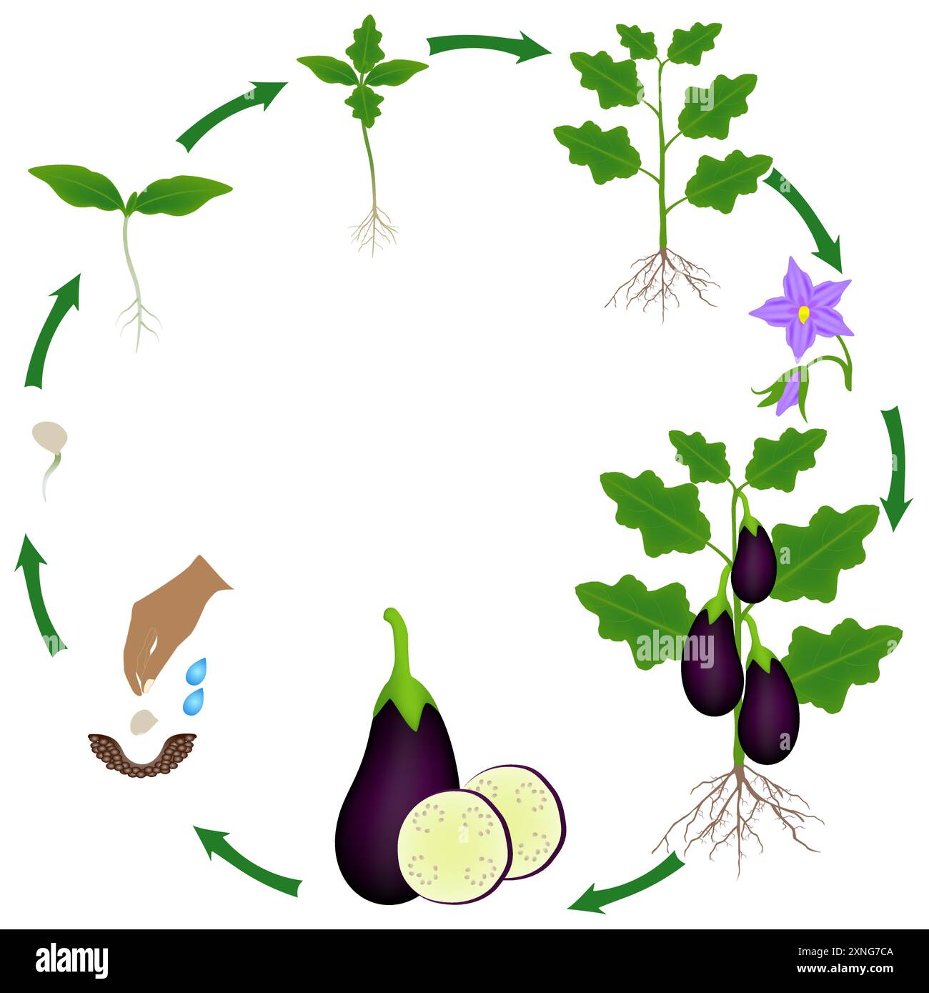 Life cycle of a eggplant plant on a white background Stock Vector Image ...