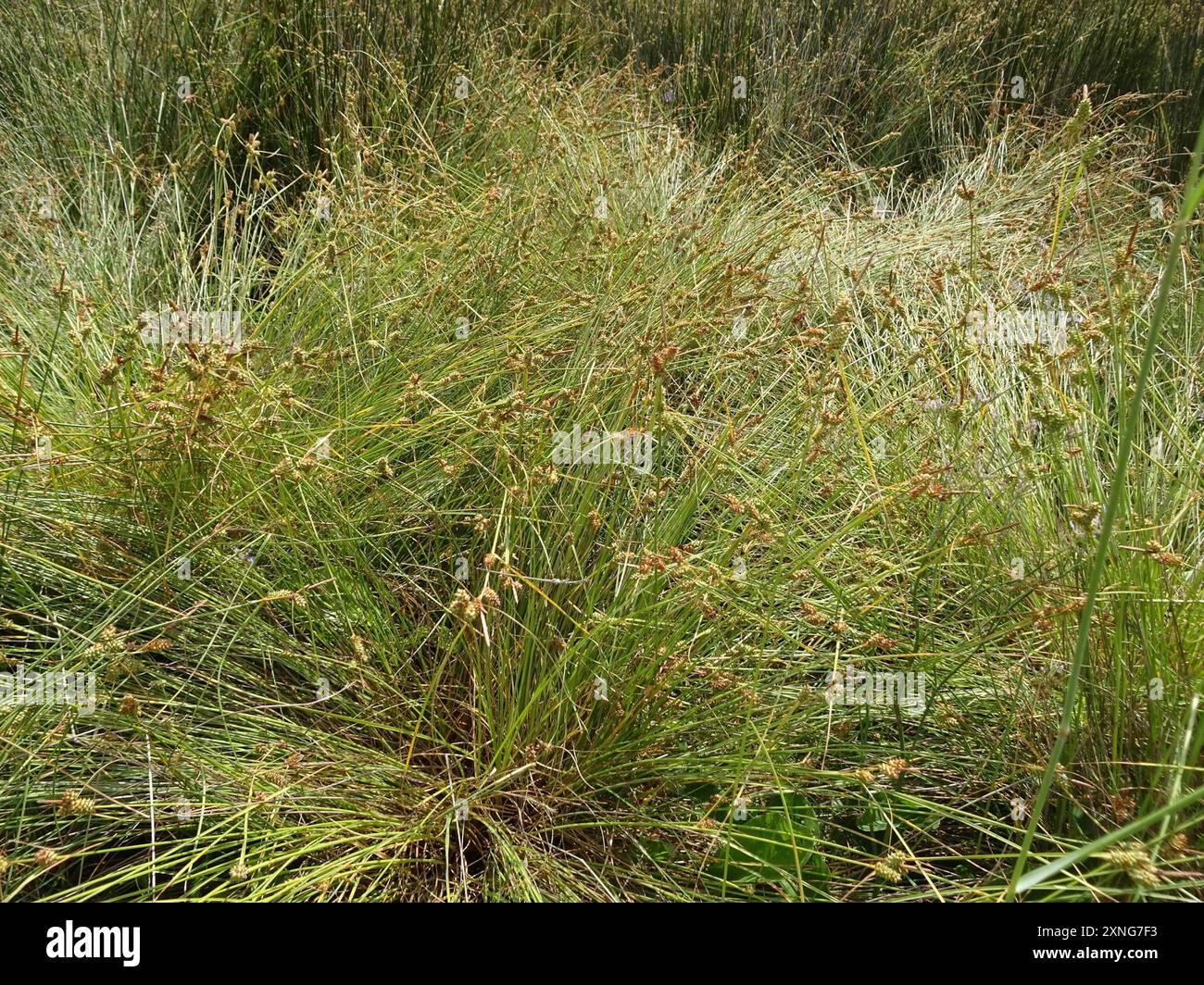 Long-bracted Sedge (Carex extensa) Plantae Stock Photo - Alamy