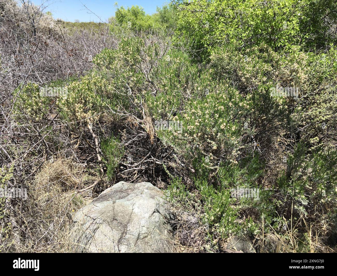 turpentine bush (Ericameria laricifolia) Plantae Stock Photo - Alamy
