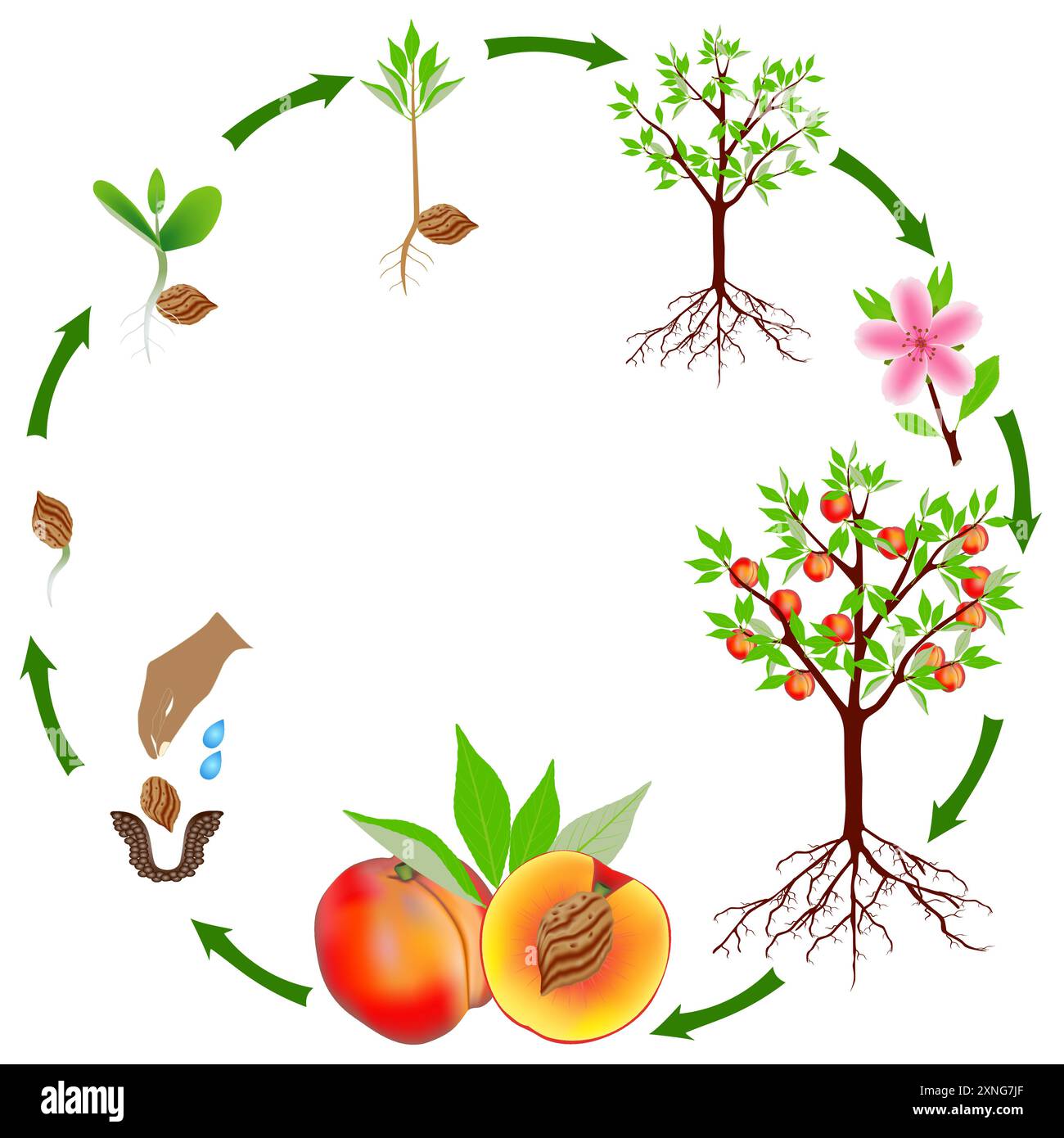Life cycle of a peach plant on a white background Stock Vector Image ...