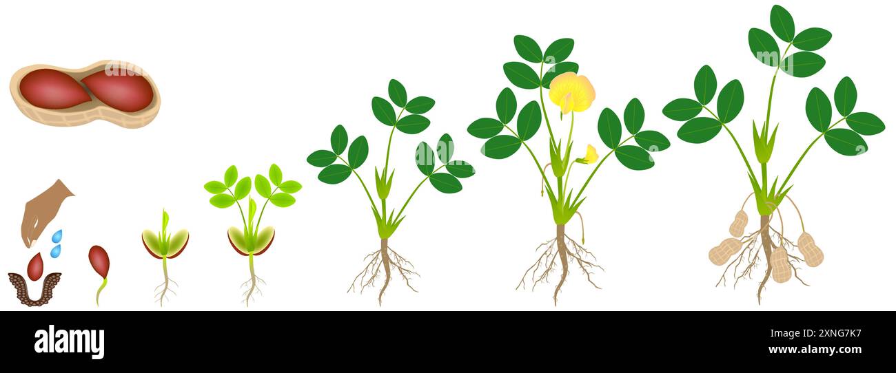 Cycle of growth of a plant of a peanut isolated on a white background ...