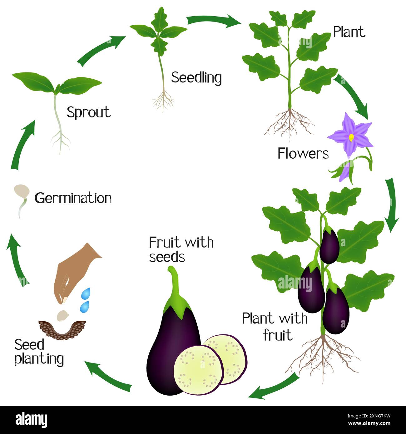 Cycle of a eggplant plant growth isolated on white background Stock ...