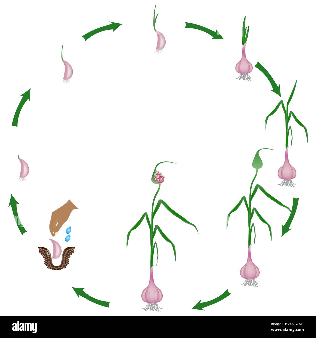 Life cycle of a garlic plant on a white background Stock Vector Image ...