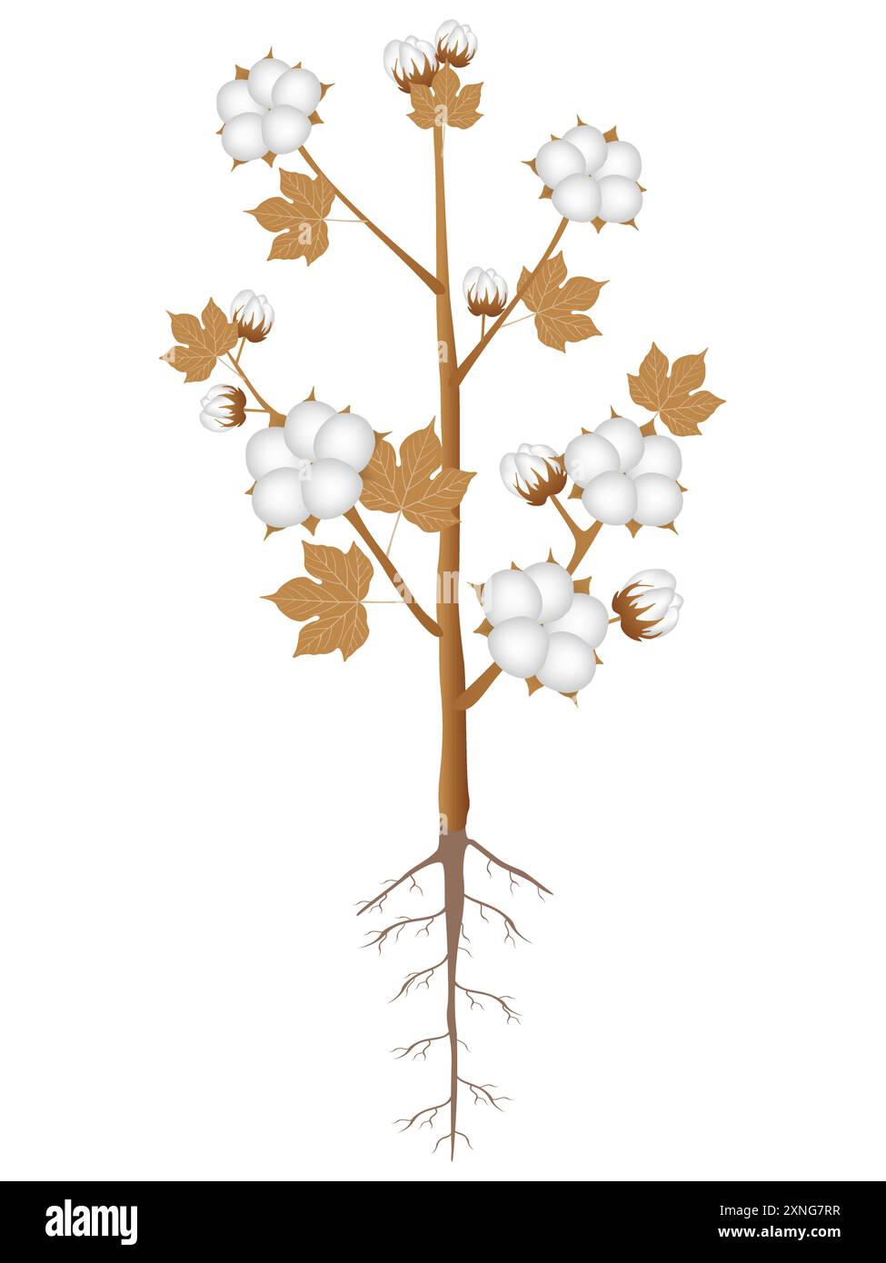 A growth cycle of the cotton boll hi-res stock photography and images ...