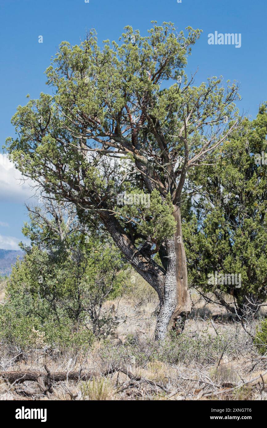 alligator juniper (Juniperus deppeana) Plantae Stock Photo - Alamy