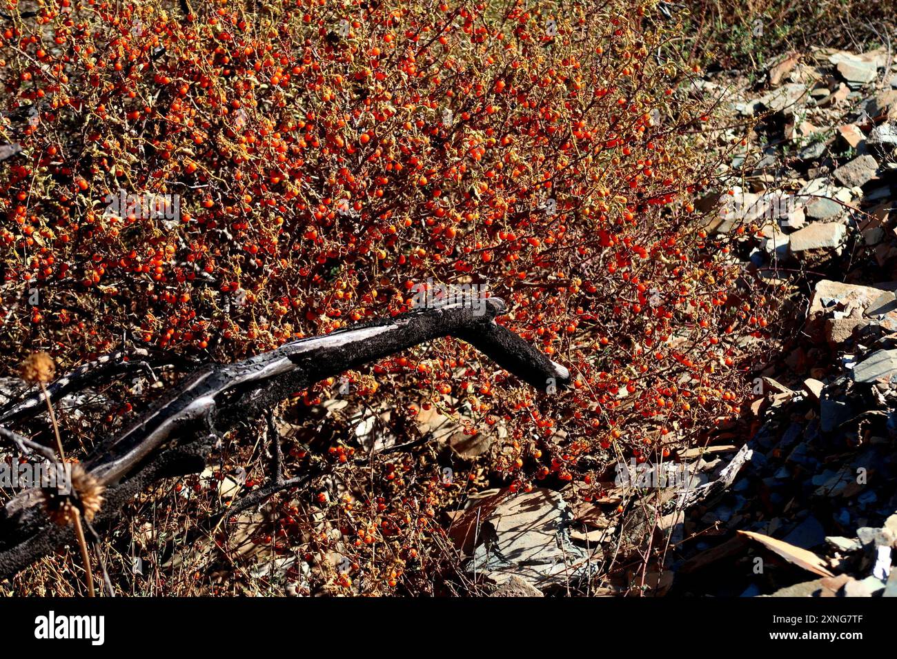Common Snake-apple (Solanum tomentosum) Plantae Stock Photo - Alamy