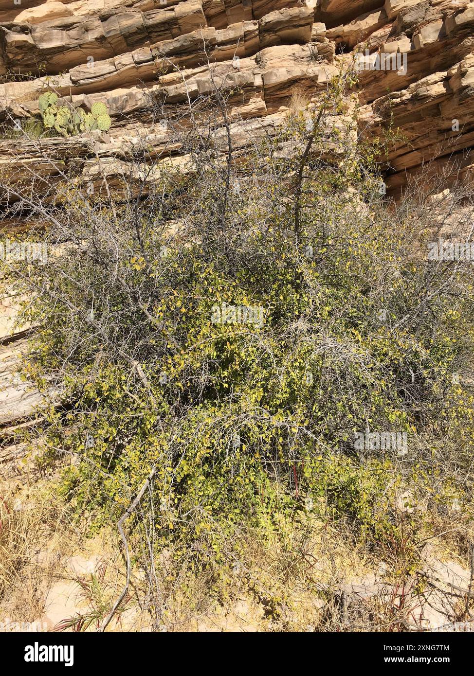 spiny hackberry (Celtis pallida) Plantae Stock Photo - Alamy