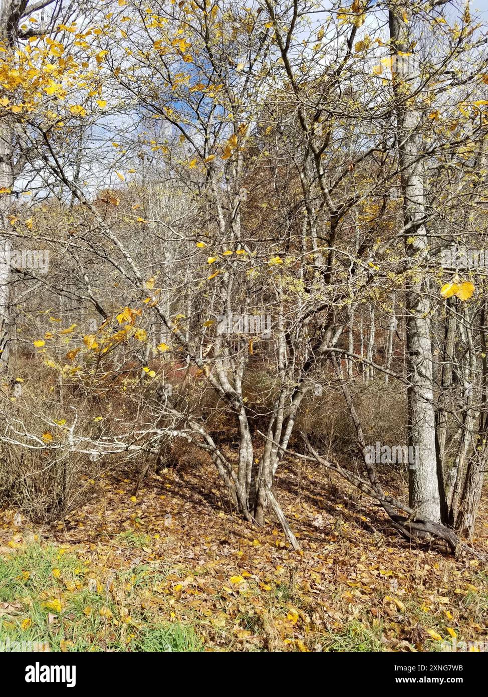 american witch-hazel (Hamamelis virginiana) Plantae Stock Photo - Alamy