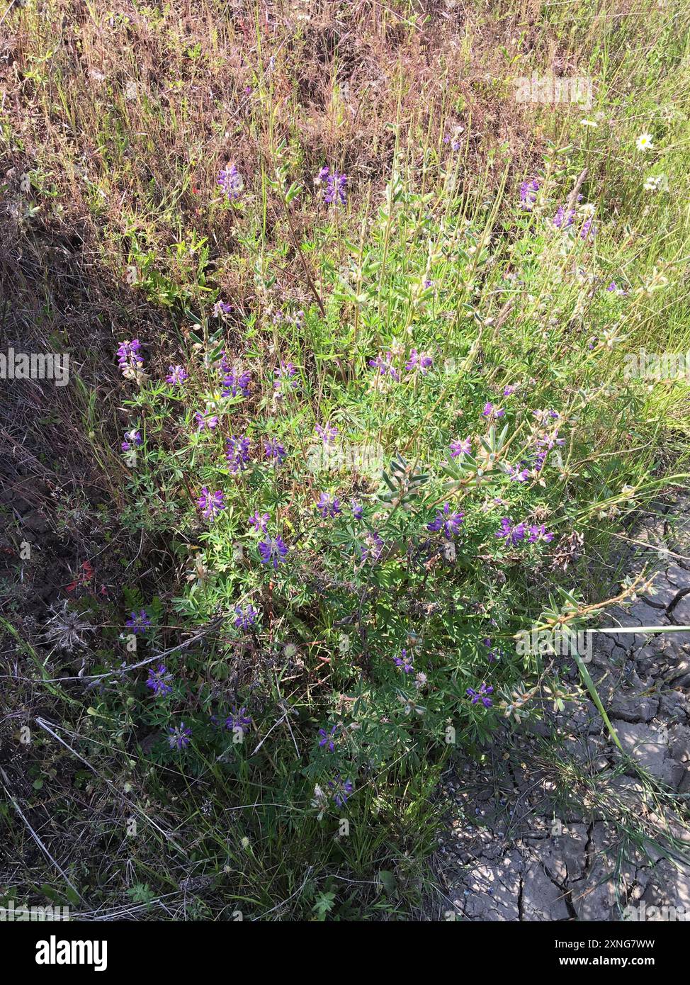 Riverbank Lupine (Lupinus rivularis) Plantae Stock Photo - Alamy