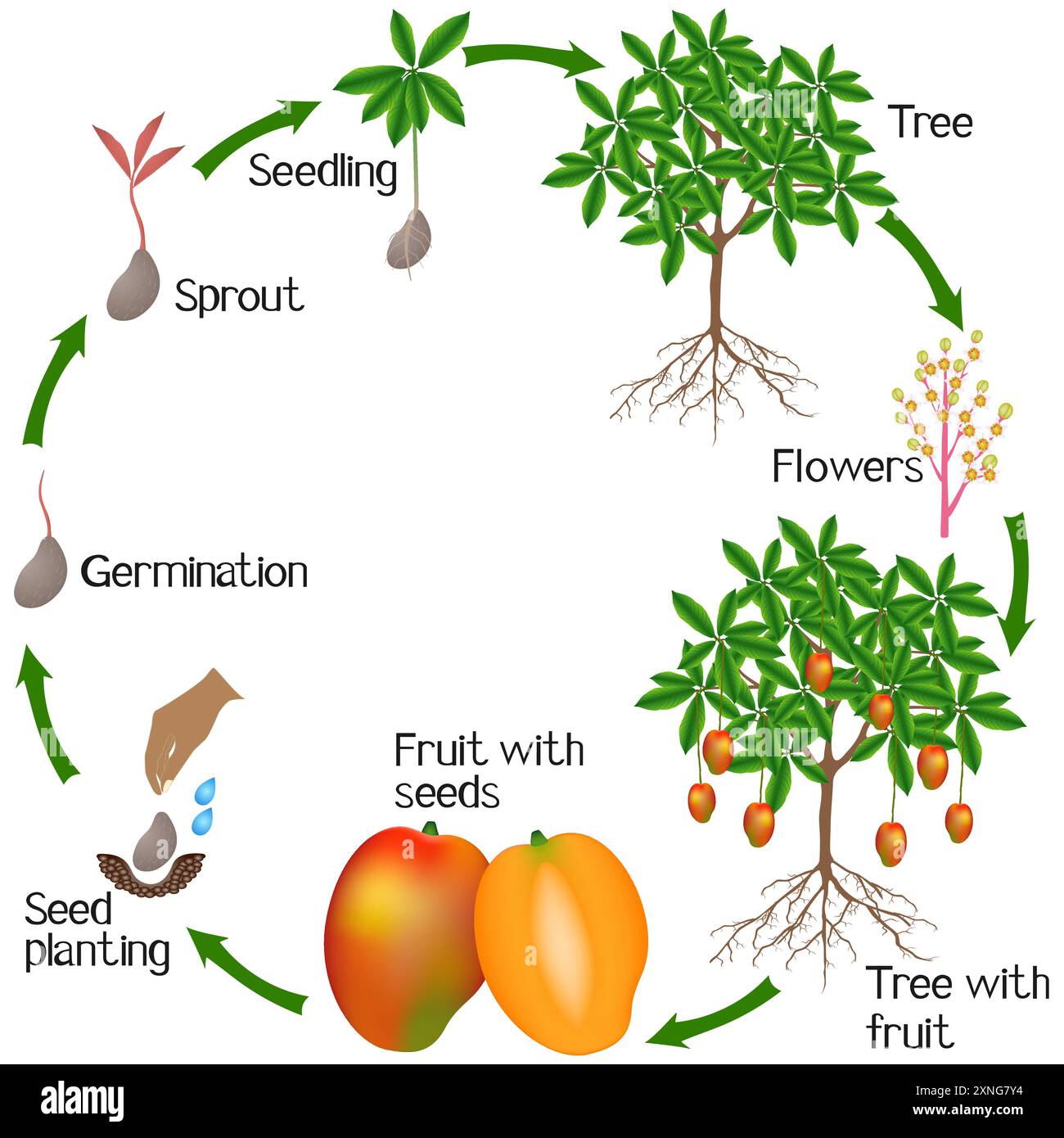 Cycle of a mango plant growth isolated on white background Stock Vector ...