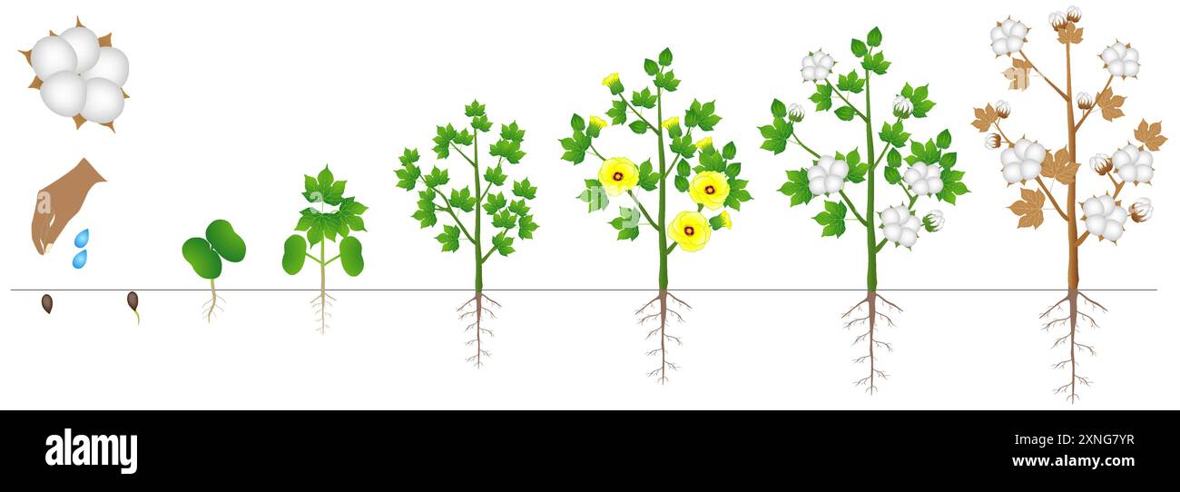 Cycle of growth of a plant of a cotton isolated on a white background ...