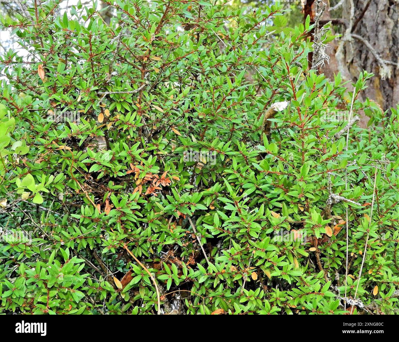 Oregon Boxwood (Paxistima myrsinites) Plantae Stock Photo - Alamy
