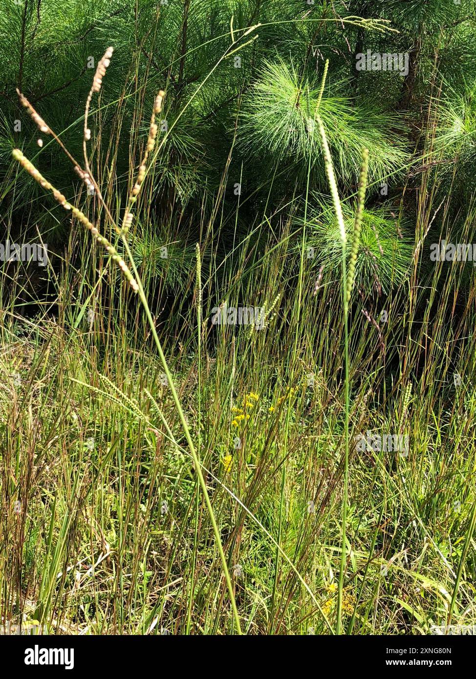 Florida paspalum (Paspalum floridanum) Plantae Stock Photo - Alamy
