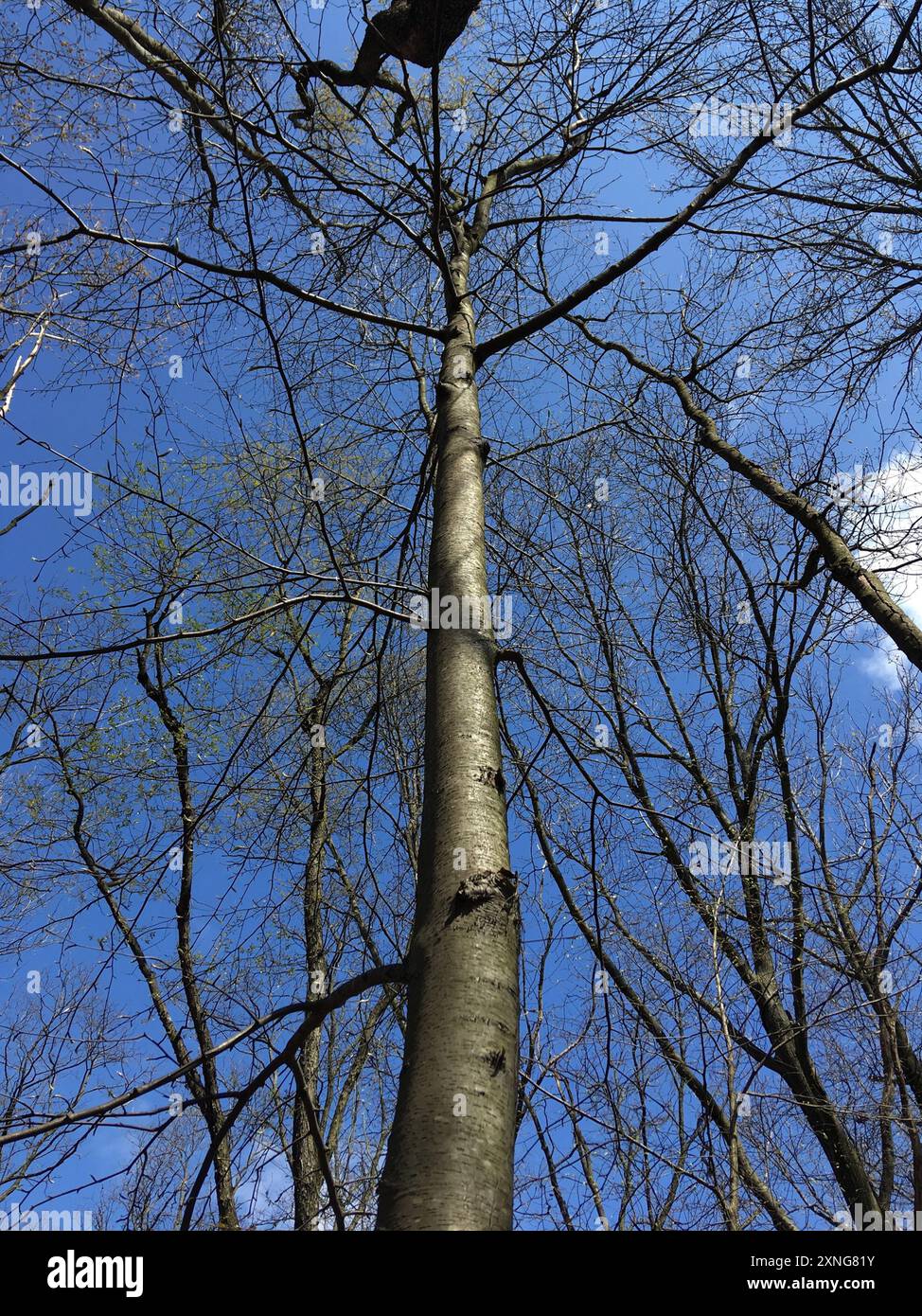 sweet birch (Betula lenta) Plantae Stock Photo - Alamy