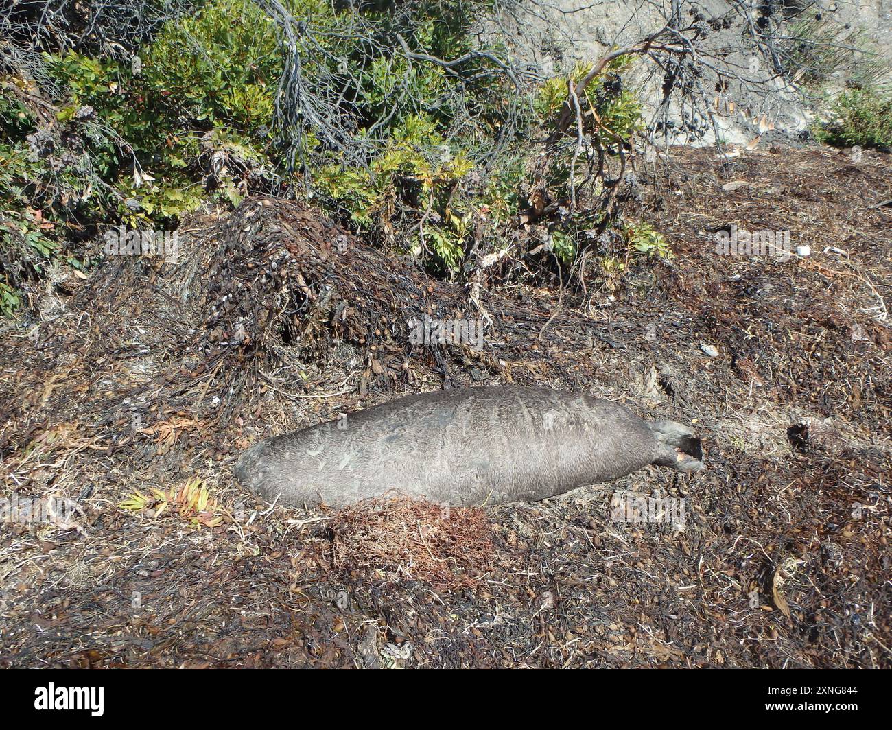 Northern Elephant Seal (Mirounga angustirostris) Mammalia Stock Photo ...