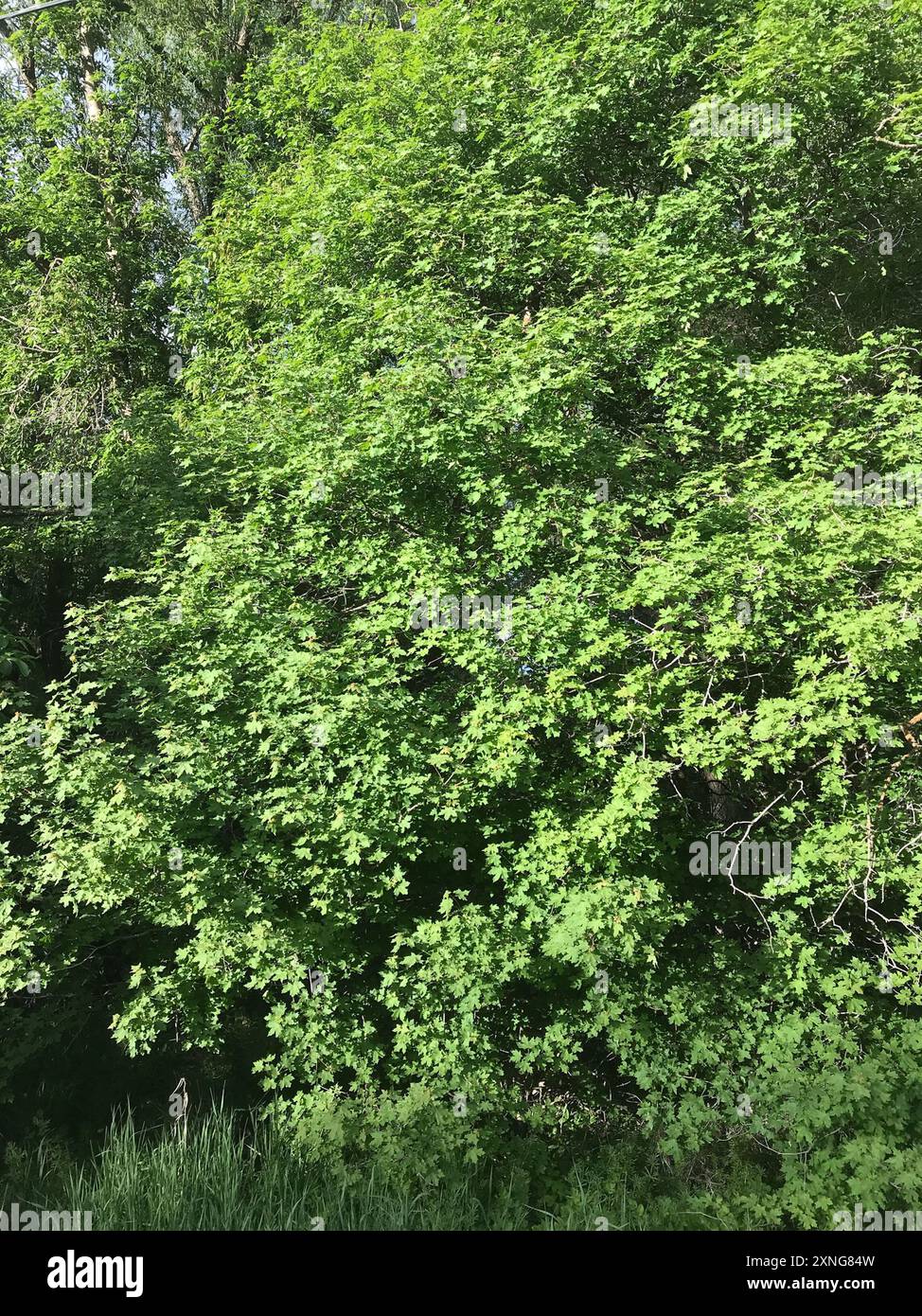 bigtooth maple (Acer grandidentatum) Plantae Stock Photo - Alamy