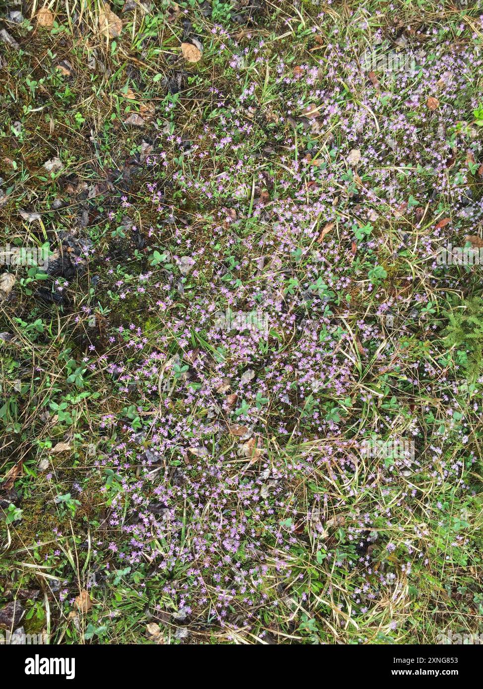 Mistassini Primrose (Primula mistassinica) Plantae Stock Photo - Alamy