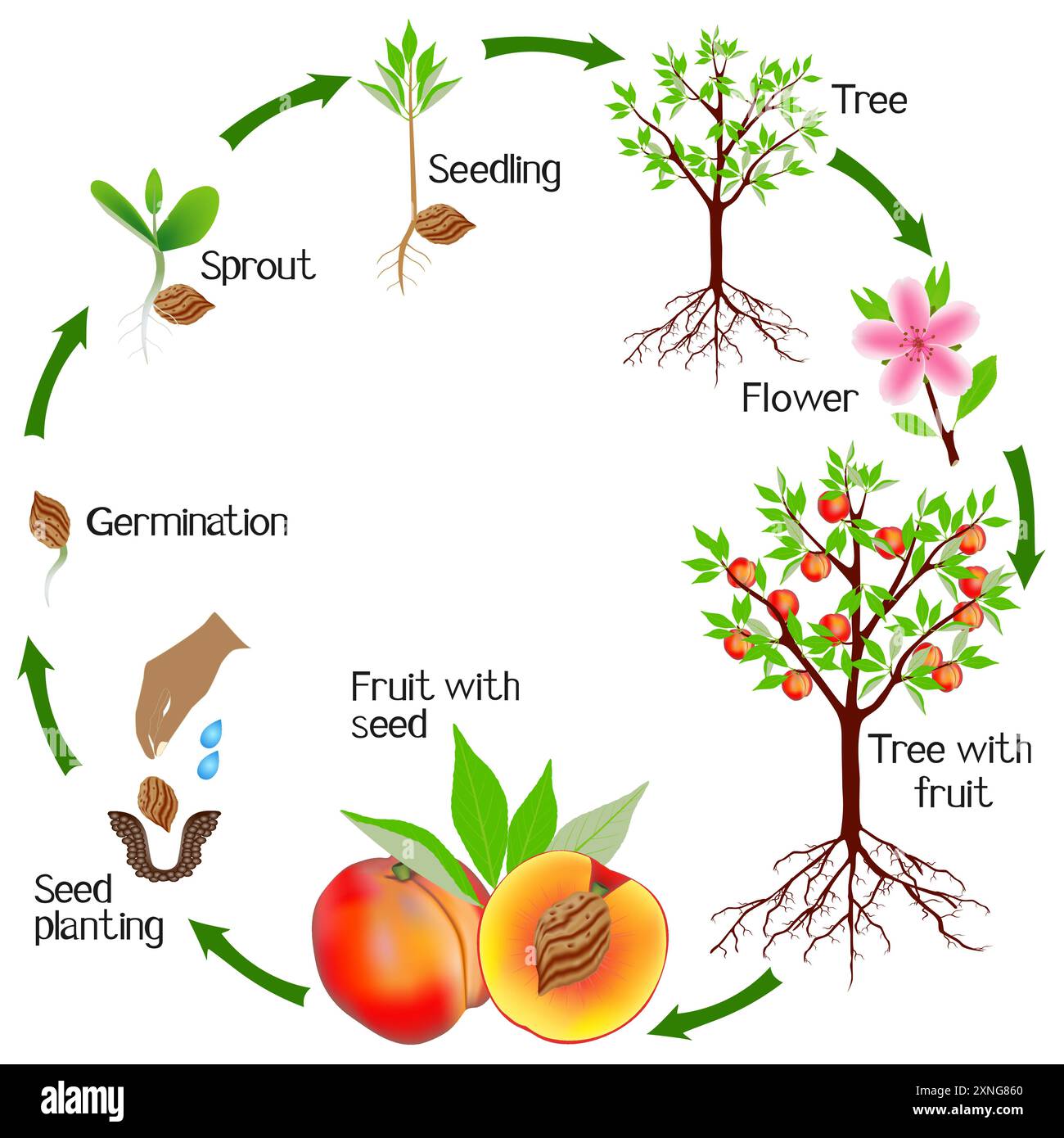 Peach anatomy hi-res stock photography and images - Alamy