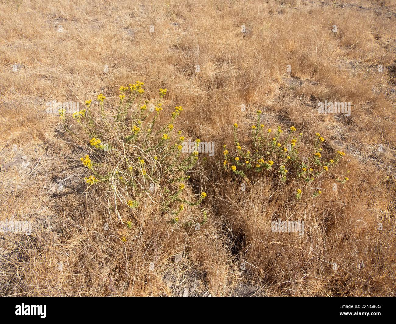 Coastal Goldenbush (Isocoma menziesii) Plantae Stock Photo - Alamy