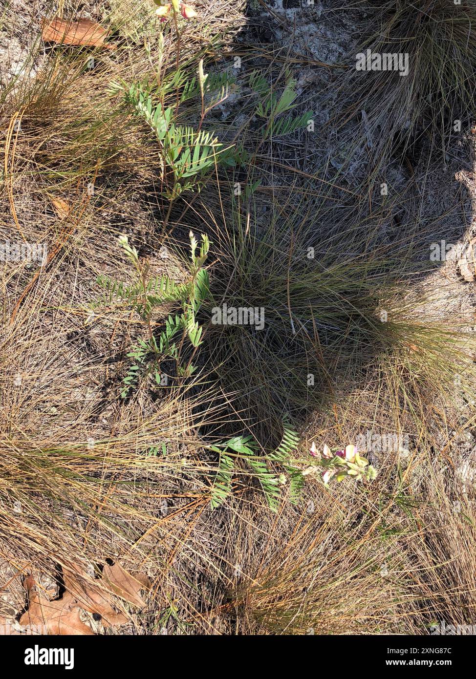 goat's rue (Tephrosia virginiana) Plantae Stock Photo - Alamy