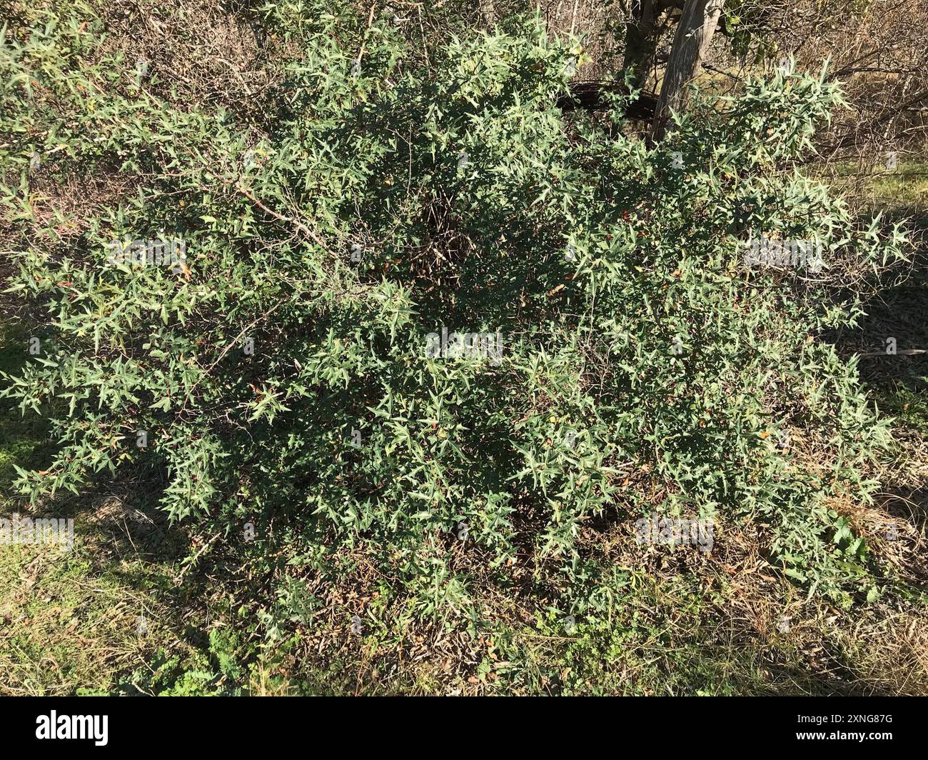 Agarita (Berberis trifoliolata) Plantae Stock Photo - Alamy