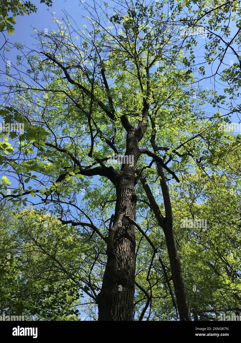 pumpkin ash (Fraxinus profunda) Plantae Stock Photo - Alamy