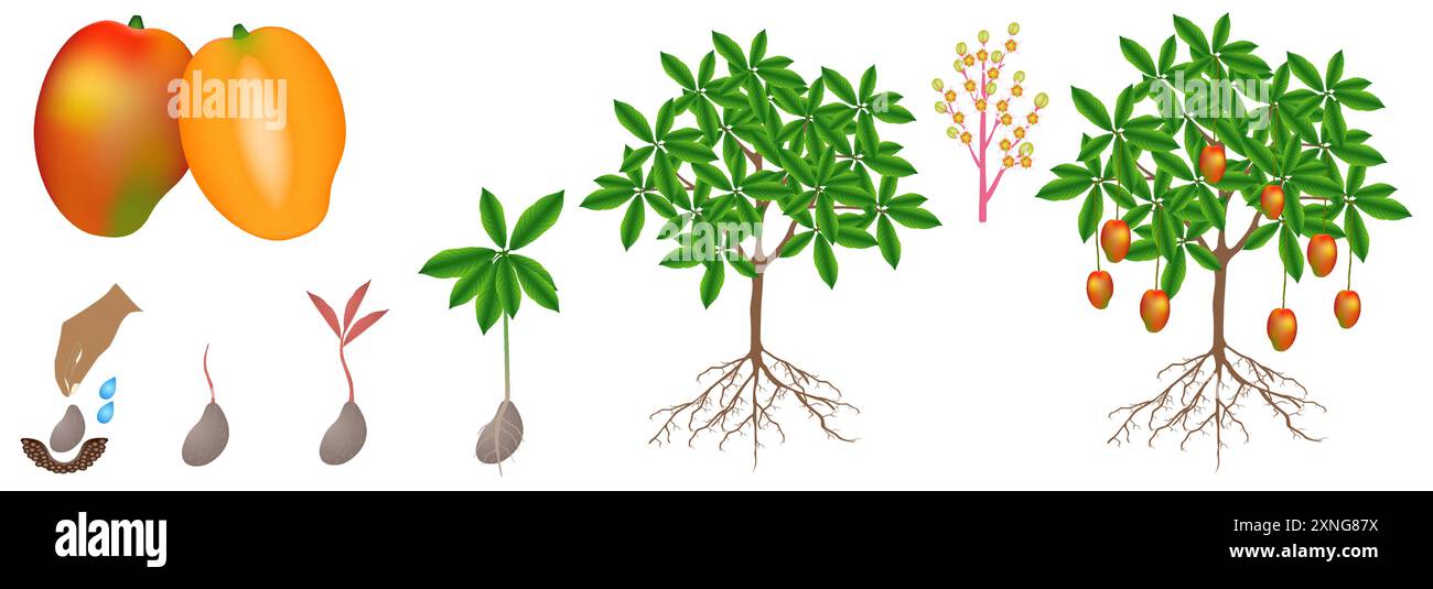 A growth cycle of a mango plant is isolated on a white background Stock ...