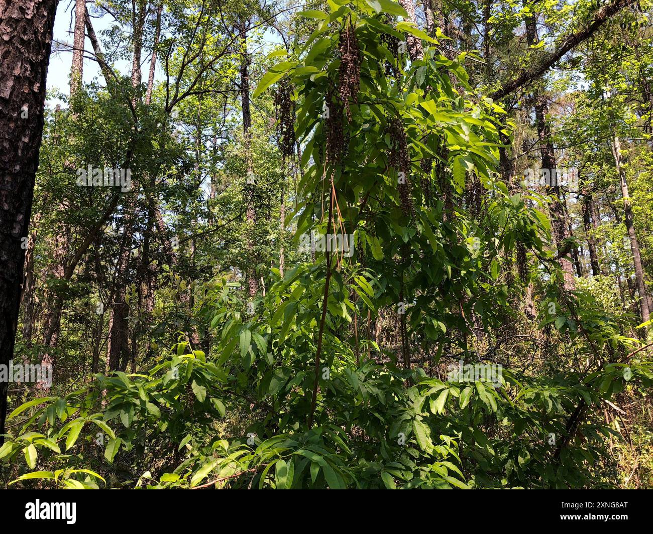 sourwood (Oxydendrum arboreum) Plantae Stock Photo - Alamy