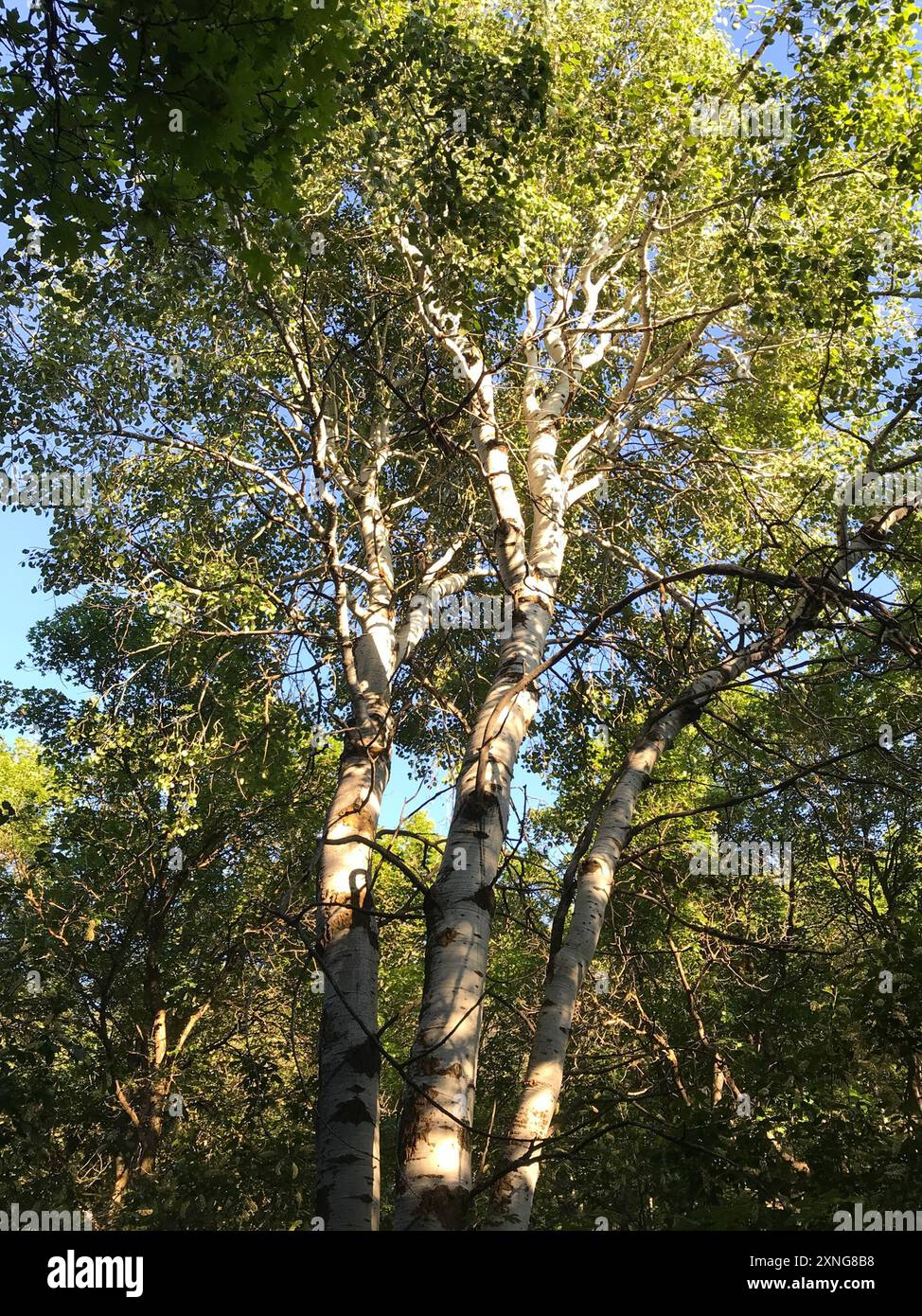 trembling aspen (Populus tremuloides) Plantae Stock Photo - Alamy