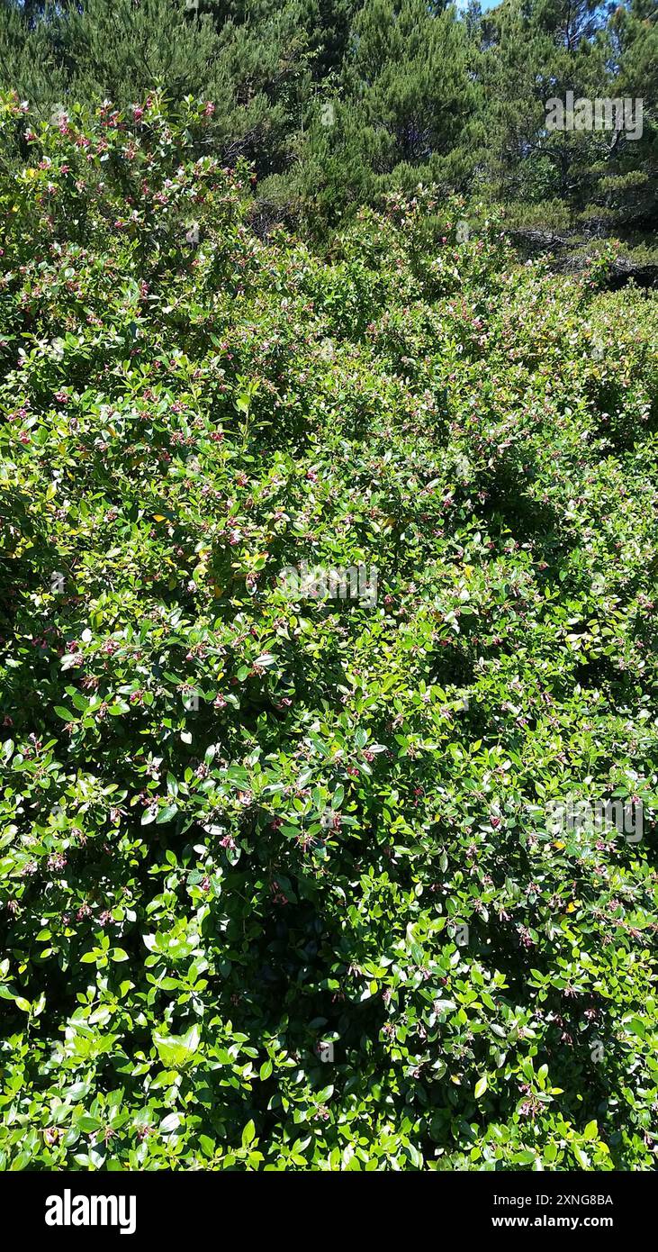 redclaws (Escallonia rubra) Plantae Stock Photo - Alamy