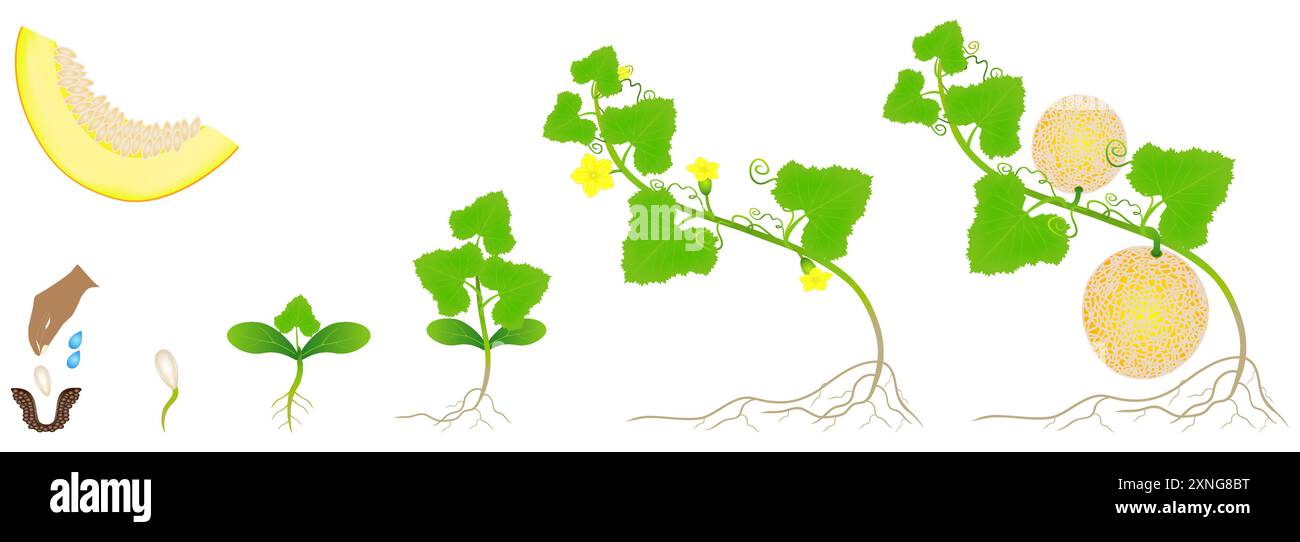 Cycle of growth of a plant of a yellow melon isolated on a white ...