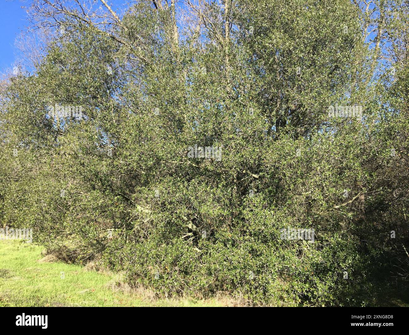 interior live oak (Quercus wislizeni) Plantae Stock Photo - Alamy