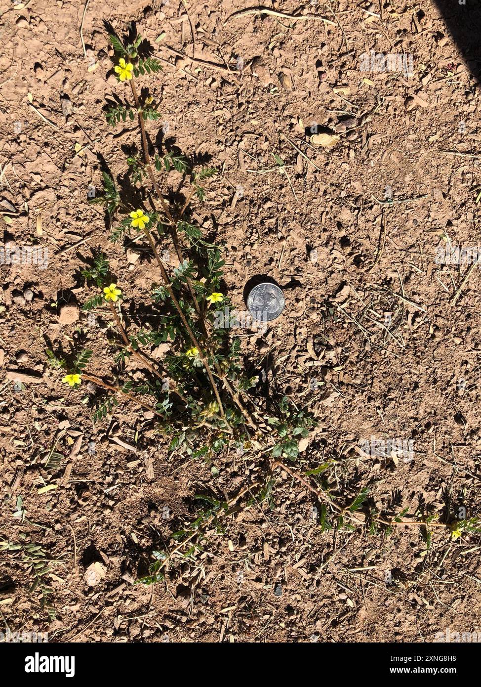 puncture vine (Tribulus terrestris) Plantae Stock Photo - Alamy