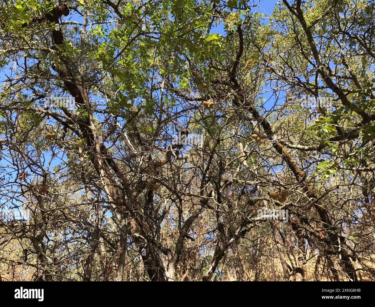 California buckeye (Aesculus californica) Plantae Stock Photo - Alamy