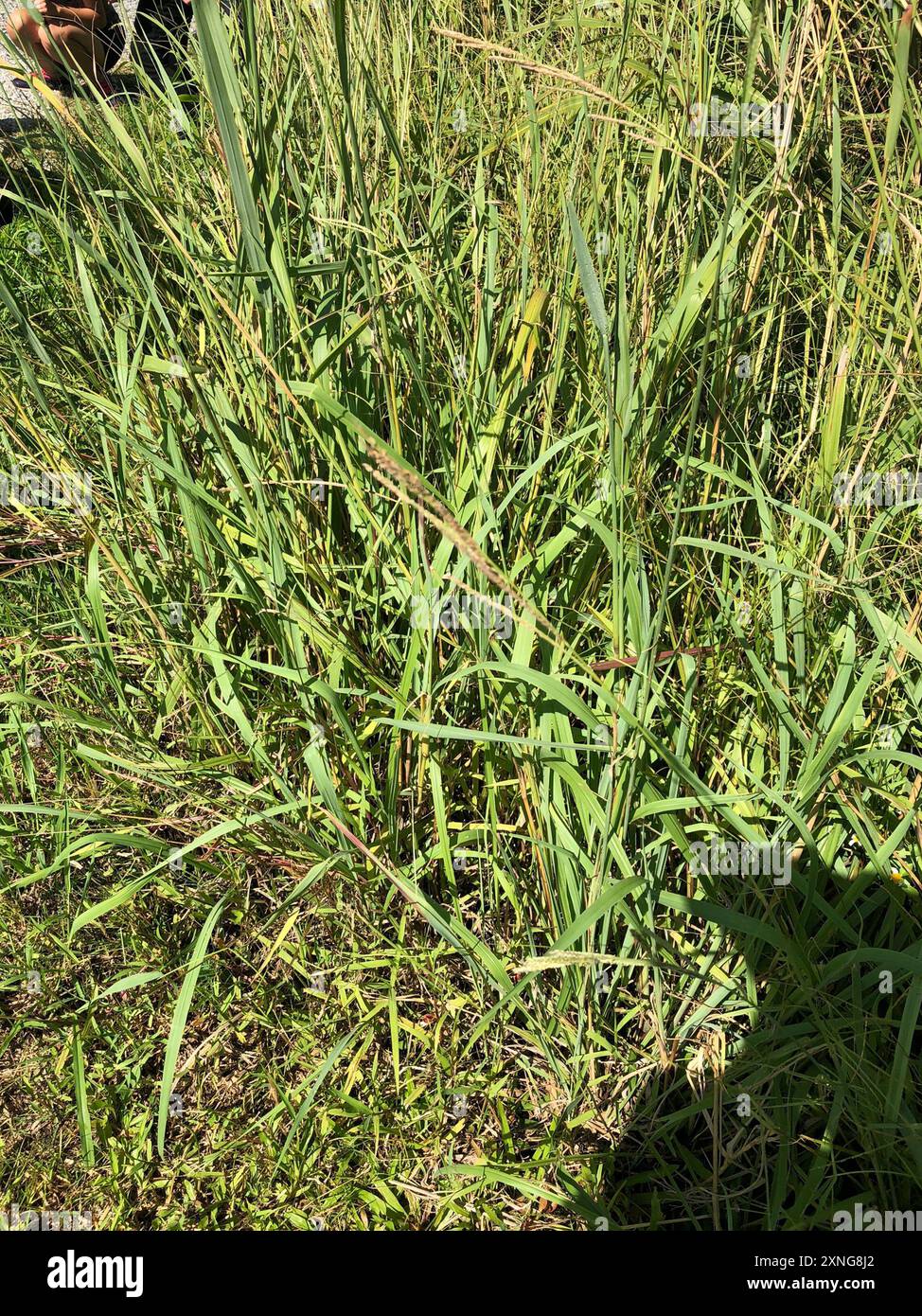 Vasey Grass (Paspalum urvillei) Plantae Stock Photo - Alamy