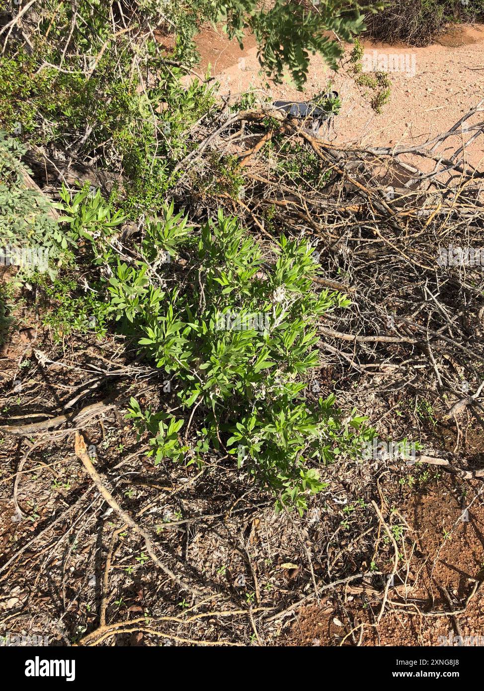American threefold (Trixis californica) Plantae Stock Photo - Alamy