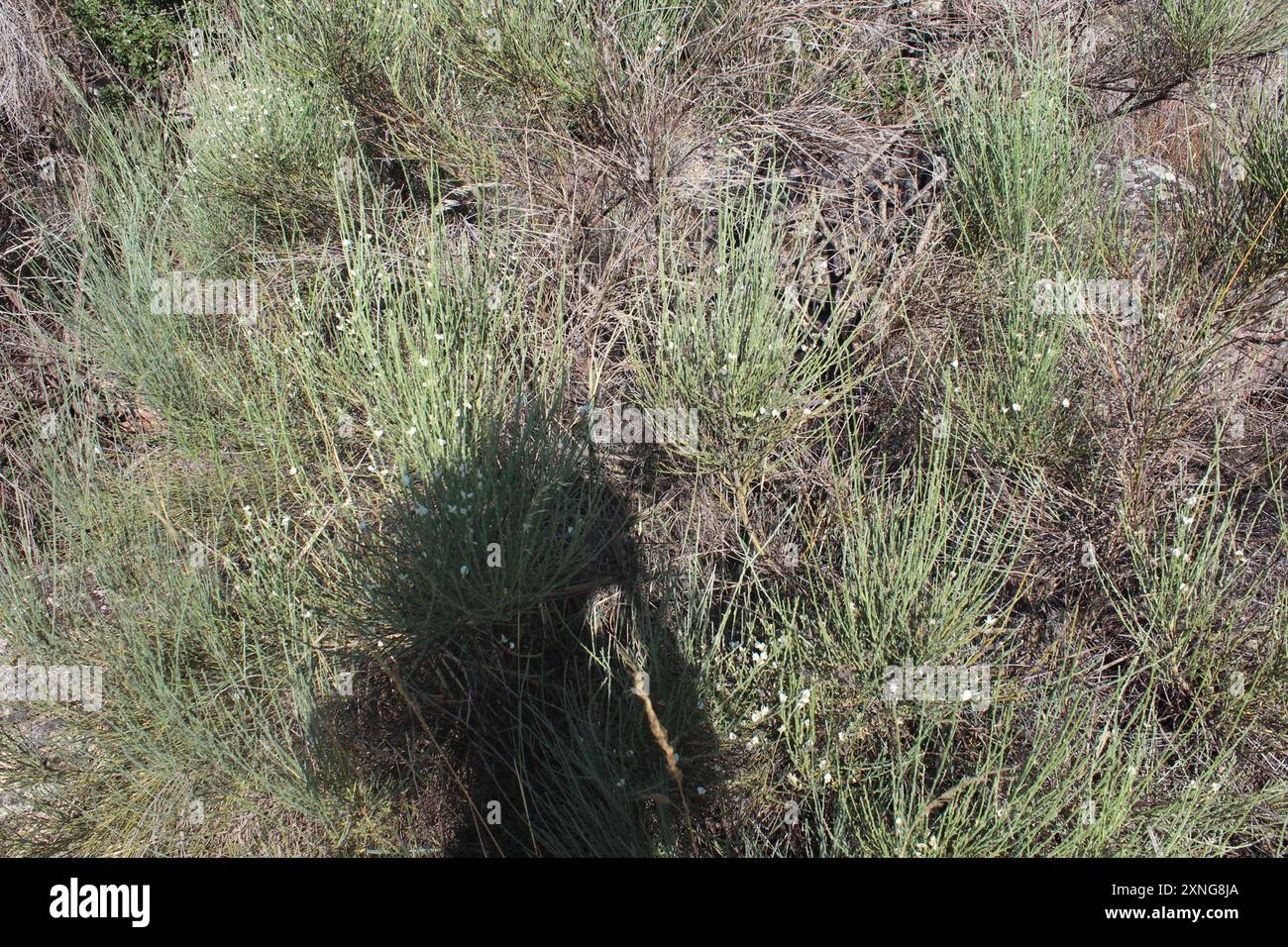 white Spanish broom (Cytisus multiflorus) Plantae Stock Photo - Alamy