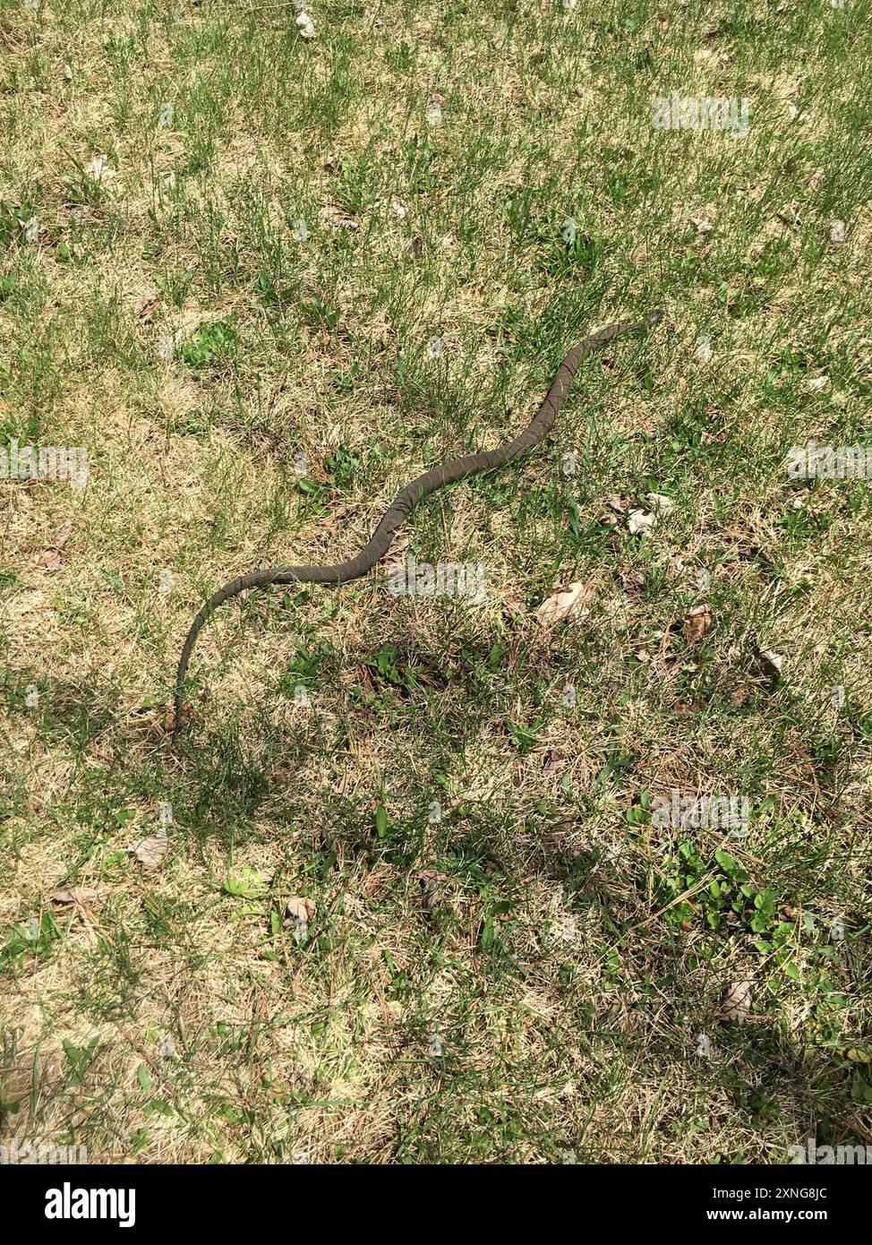 Common Watersnake (Nerodia sipedon) Reptilia Stock Photo - Alamy
