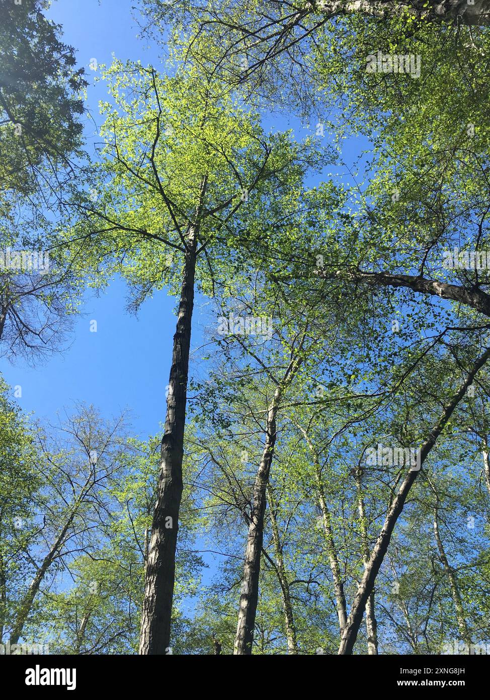 white alder (Alnus rhombifolia) Plantae Stock Photo - Alamy