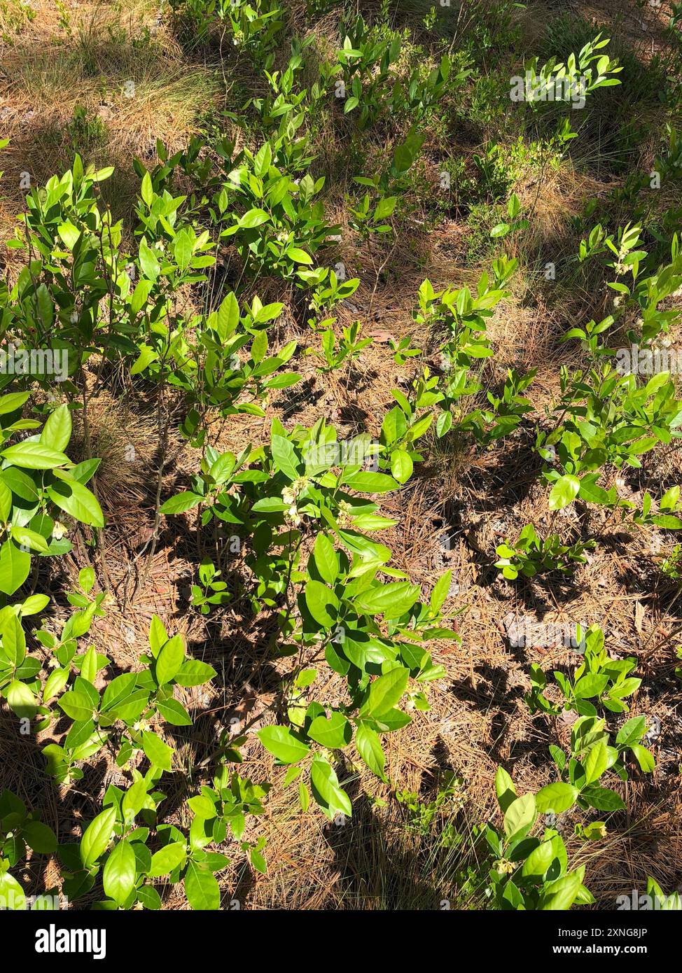 staggerbush (Lyonia mariana) Plantae Stock Photo - Alamy