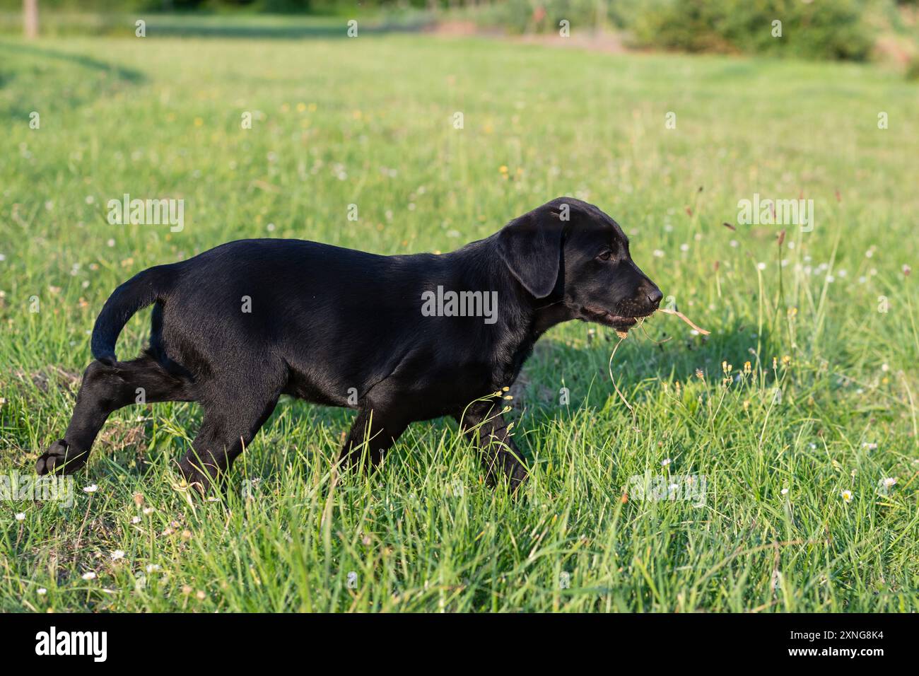 Cute portrait of an 8 week old black Labrador puppy outside on the ...