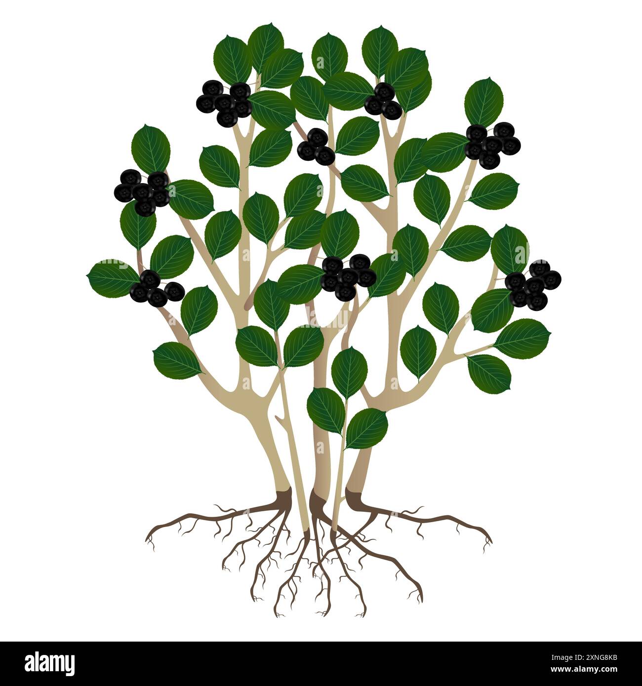 Chokeberry illustration hi-res stock photography and images - Alamy