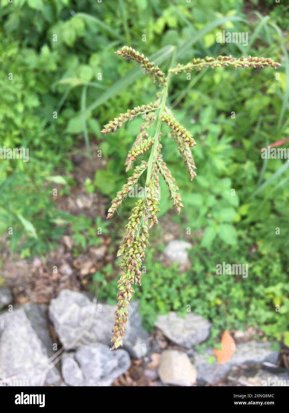barnyardgrass (Echinochloa crus-galli) Plantae Stock Photo - Alamy