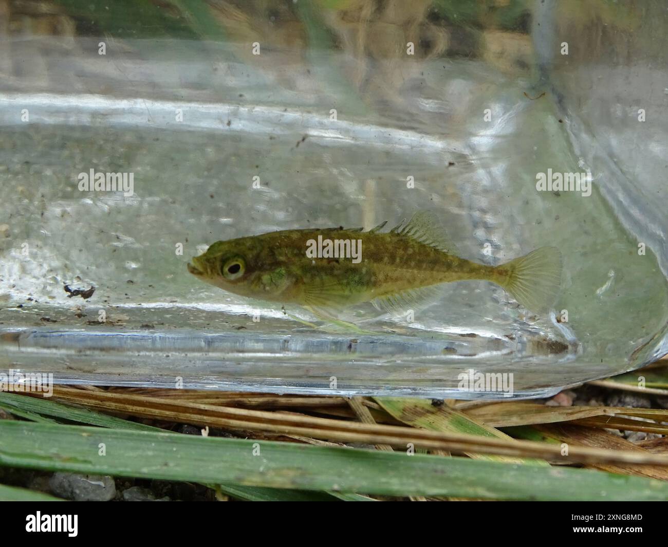 Brook Stickleback (Culaea inconstans) Actinopterygii Stock Photo - Alamy