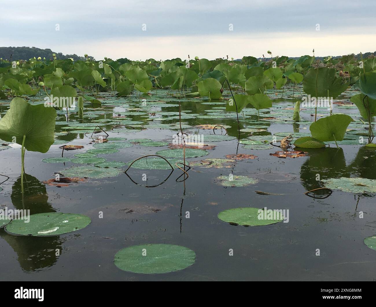 American lotus (Nelumbo lutea) Plantae Stock Photo - Alamy